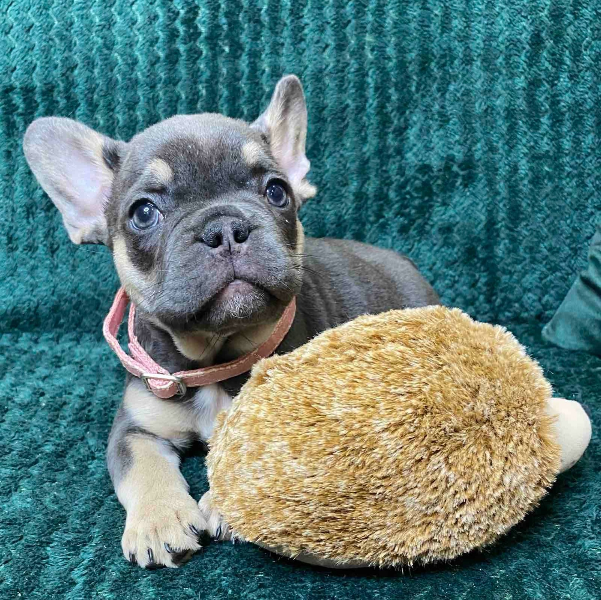 From Family to Family - Daja